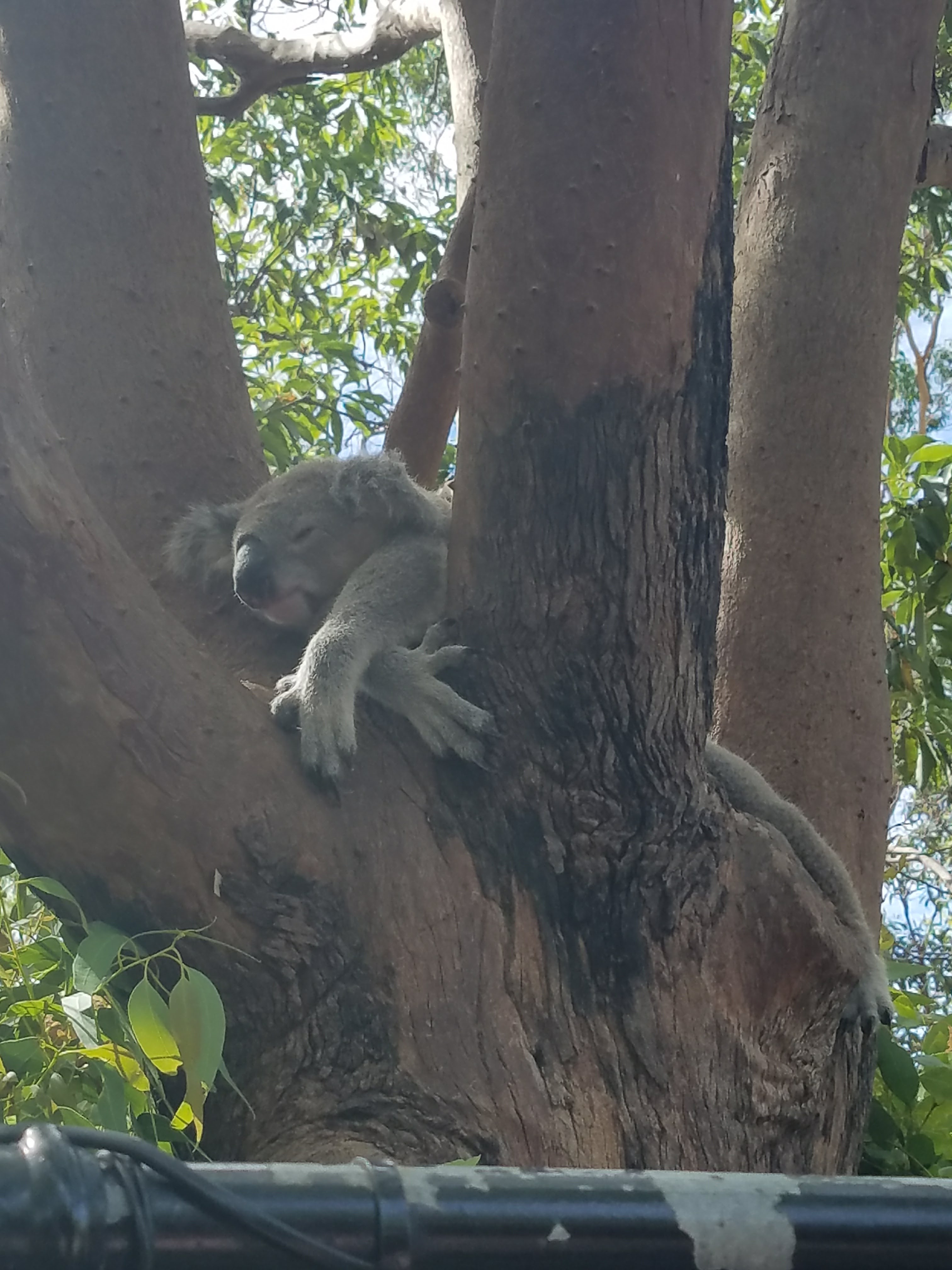 Kool Koalas: Animal Activity for Kids – Science. Put Simply.